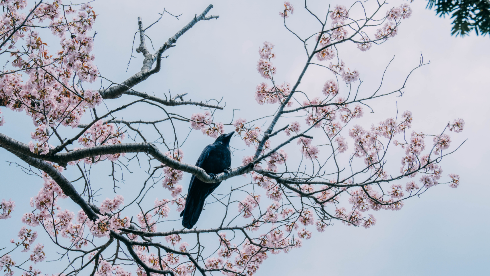 Cenikor - Well Beyond Recovery